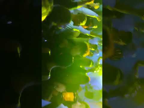 René Rendy ft Cico Band Borovička Cuga club 22.12.2022 - Cico band ...